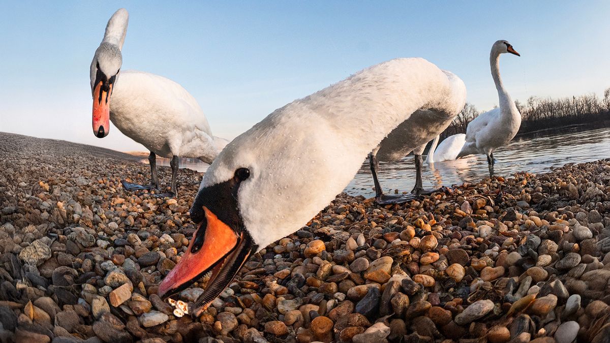 What Is a Group of Swans Called? Not a Flock | HowStuffWorks