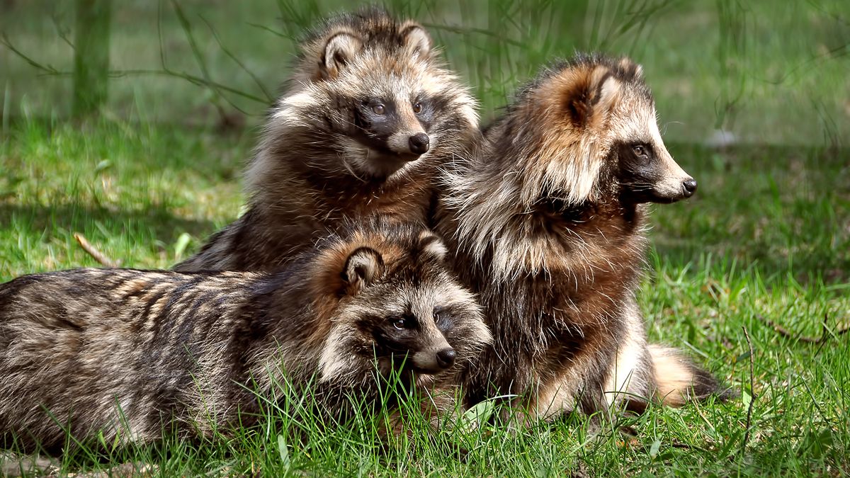 How Can Tanuki Be Both Real and Mythological? | HowStuffWorks