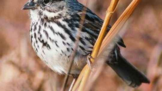 Wild Animals | HowStuffWorks | Page: 24