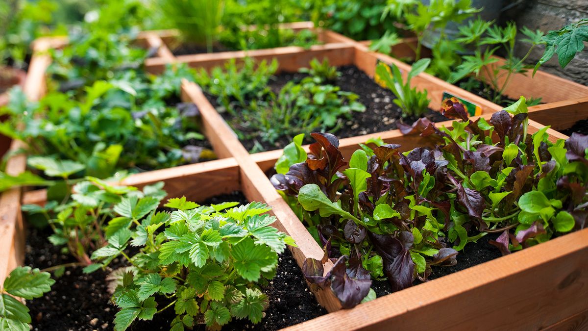 Square Foot Gardening: The Planting Method Created By an Engineer ...