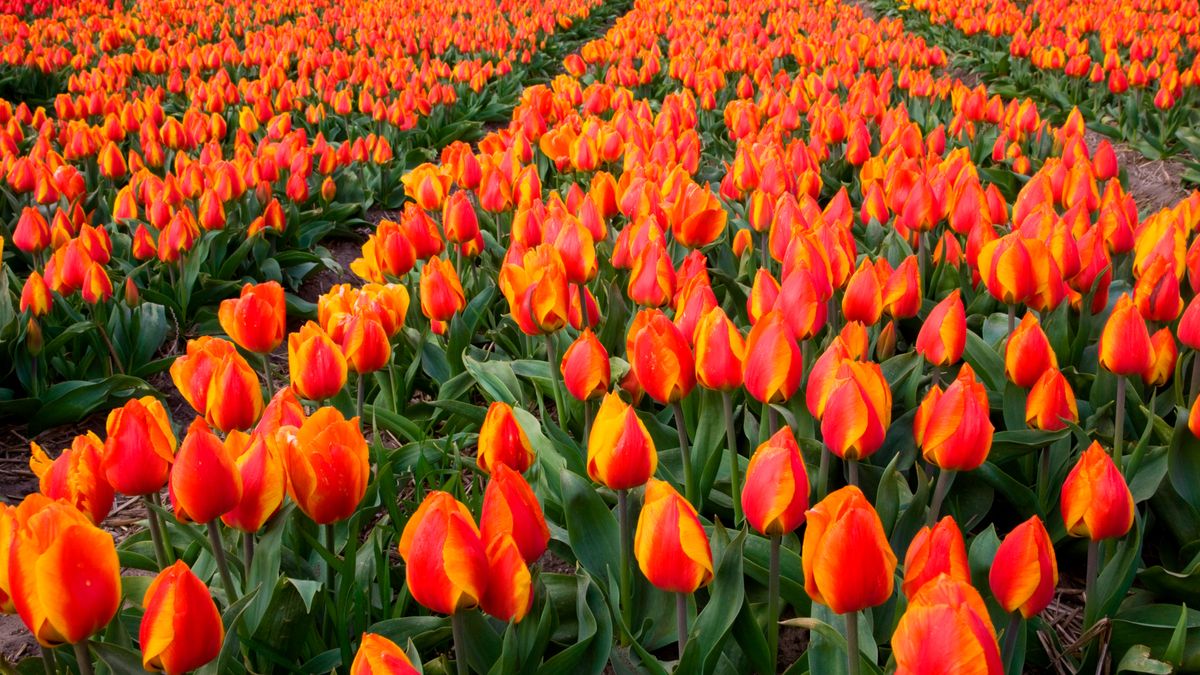 Tulip: A Profile of a Garden Bulb | HowStuffWorks