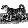 Turnspit Dogs: The Elizabethan Kitchen Gadget Bred to Cook Meat