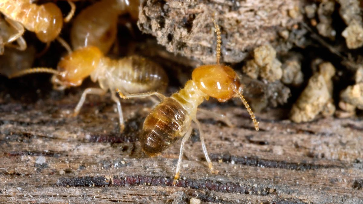How to Tell if You Have Termites | HowStuffWorks