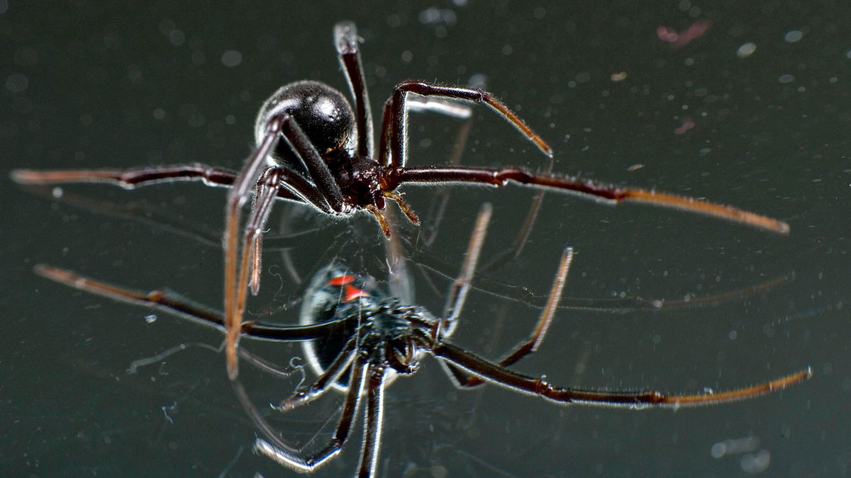 10 Amazing, Beautiful, TERRIFYING Spiders | HowStuffWorks