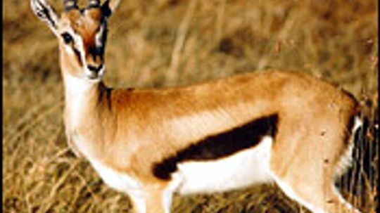 Wild Animals | HowStuffWorks | Page: 22