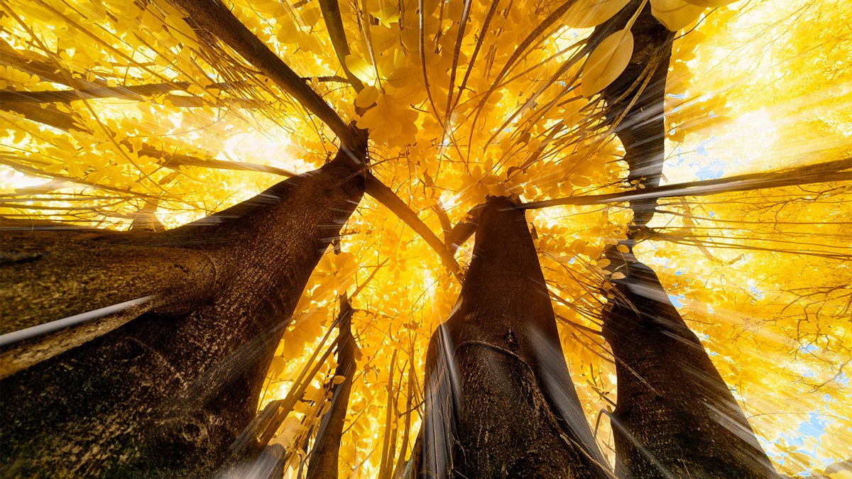 Could Planting 1 Trillion Trees Counteract Climate Change? | HowStuffWorks