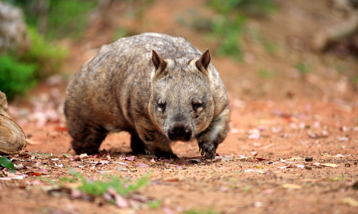 Why is wombat scat shaped like a cube? | HowStuffWorks