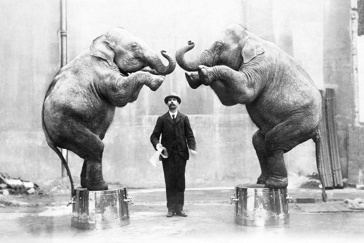 10 Facts About Circus Animals | HowStuffWorks
